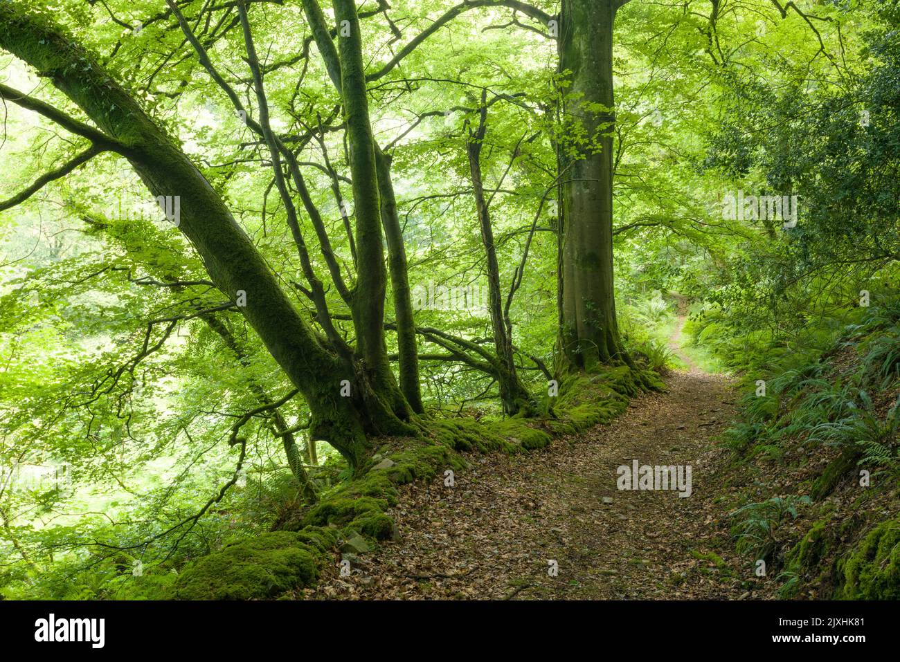 A footpath through a broadleaf woodland at Heale Wood in the Heddon ...