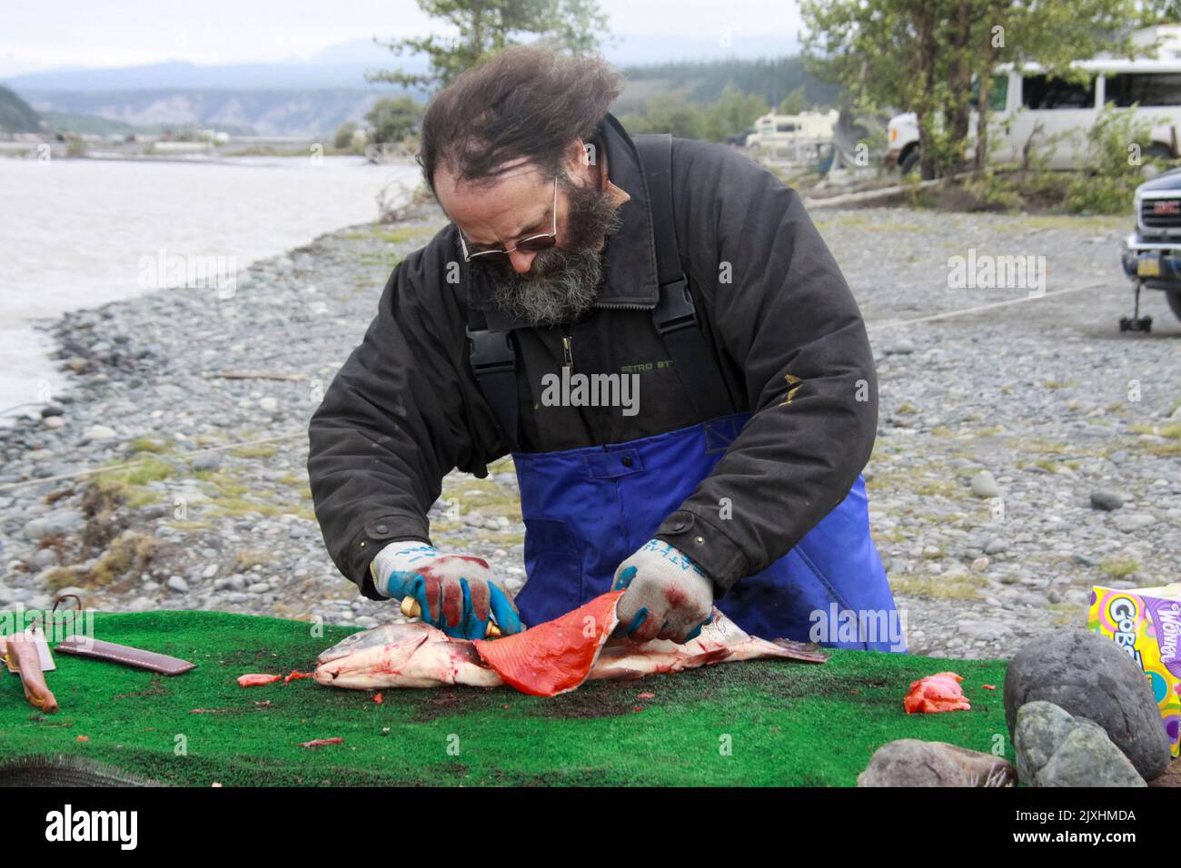 Fishermen gut a clean salmon Photographed in Alaska, USA Stock Photo ...