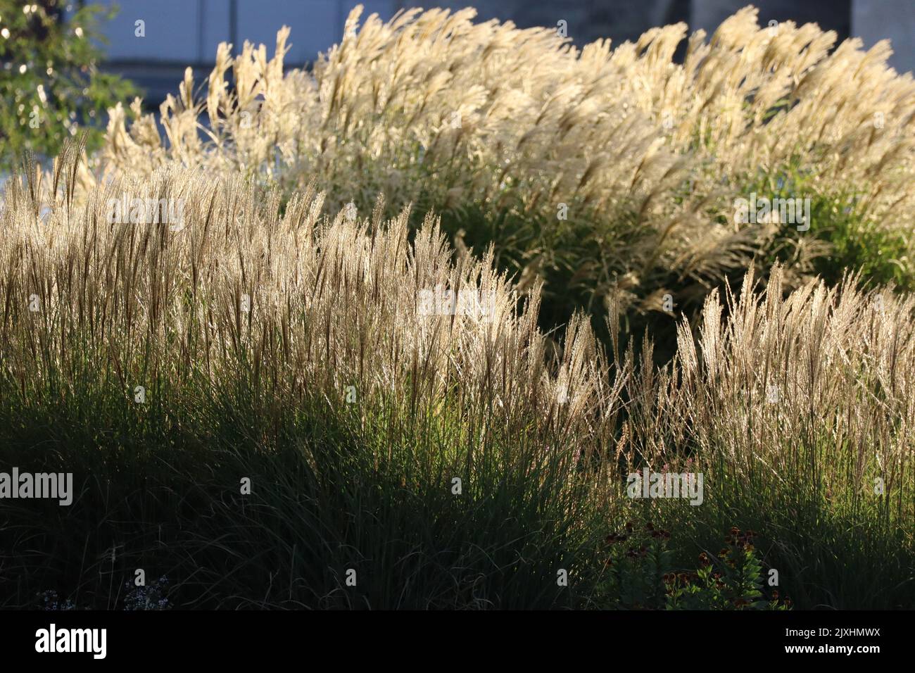Chinese reed miscanthus sinensis hi-res stock photography and images ...