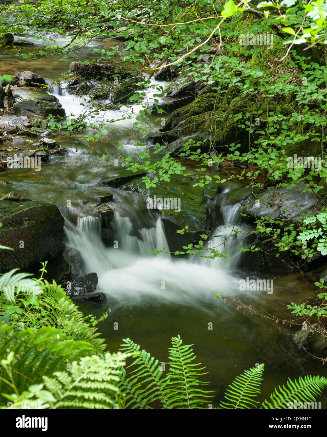 The River Heddon cascading over rocks in woodland in the Exmoor ...
