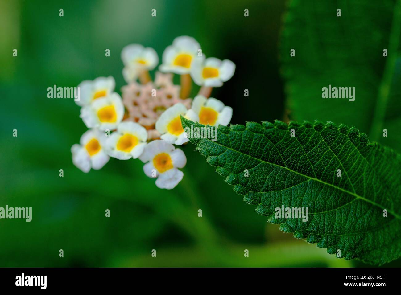 Flower and leaf Stock Photo - Alamy