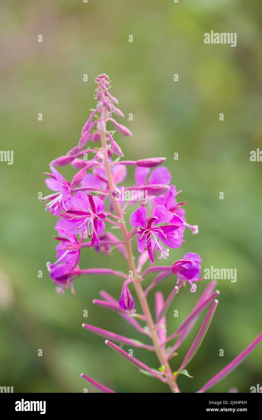 Rosebay willowherb hi-res stock photography and images - Alamy
