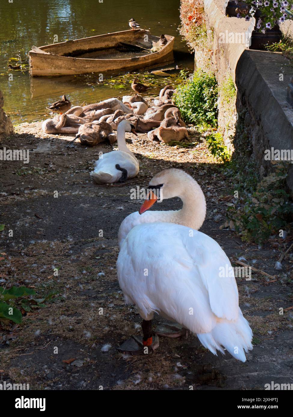 Saint Helen's Wharf is a noted beauty spot on the River Thames, just ...