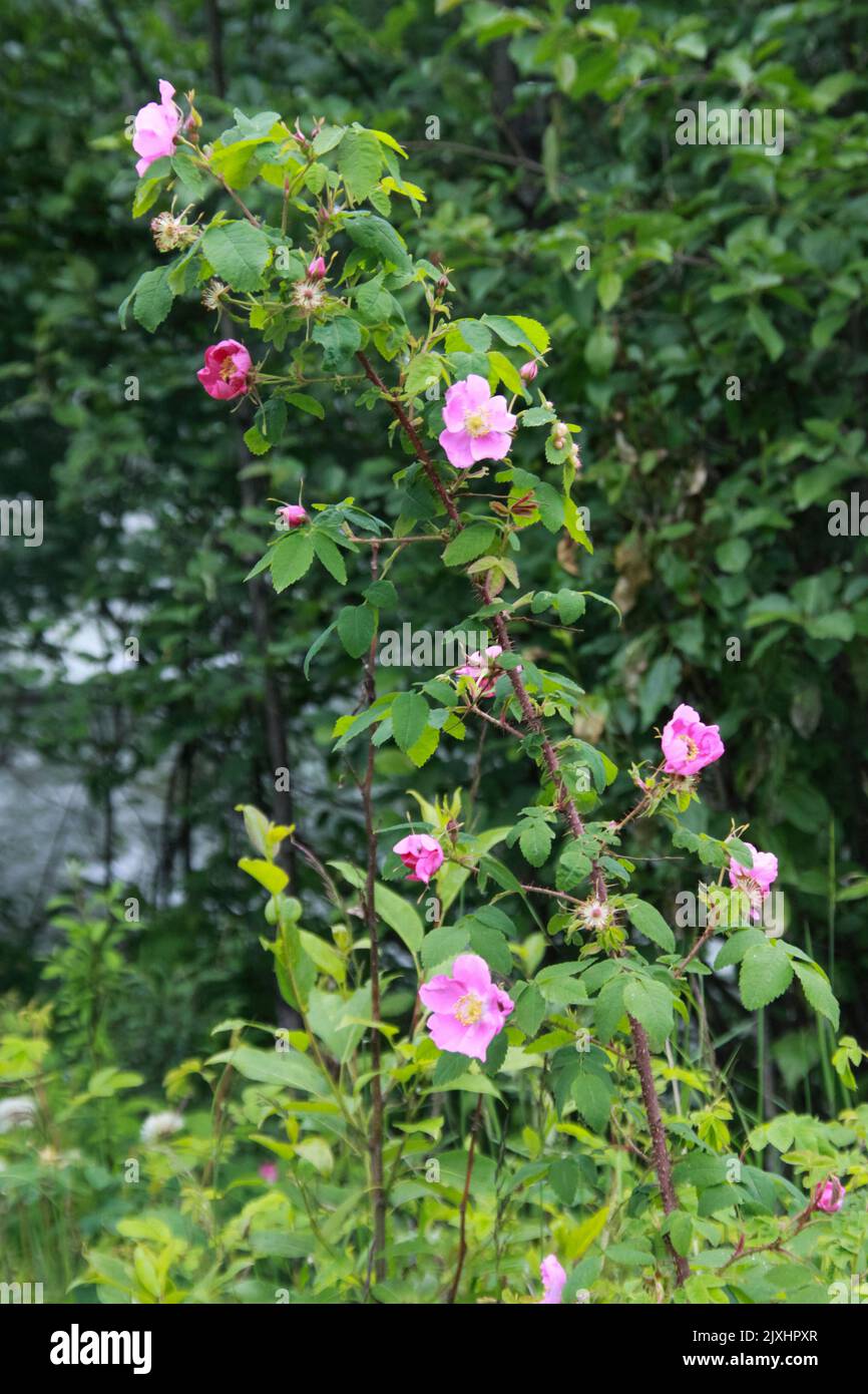 Pink wild rose Photographed in Alaska Stock Photo - Alamy