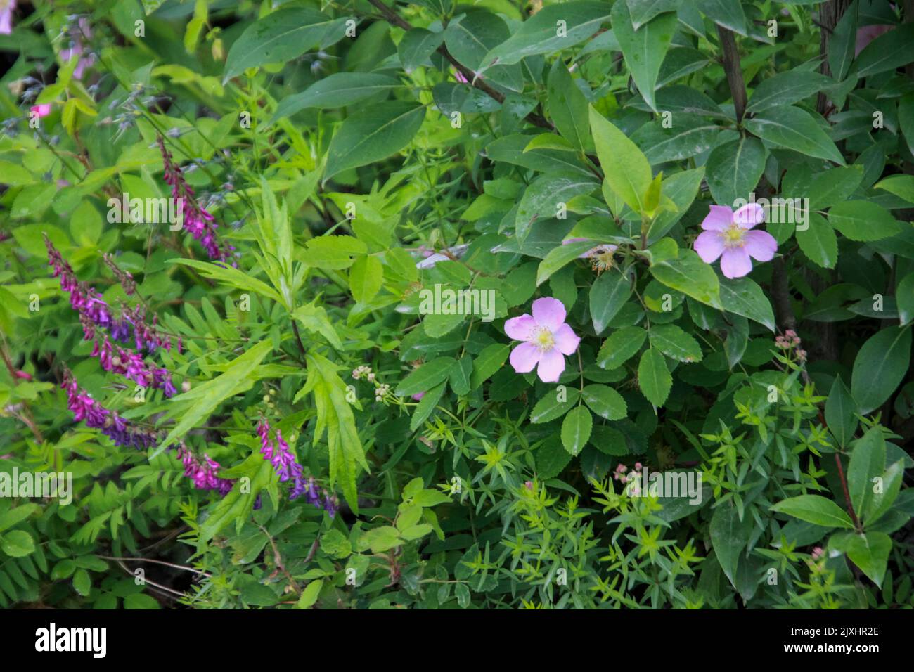 Purple wildflower, Photographed in Alaska Stock Photo - Alamy
