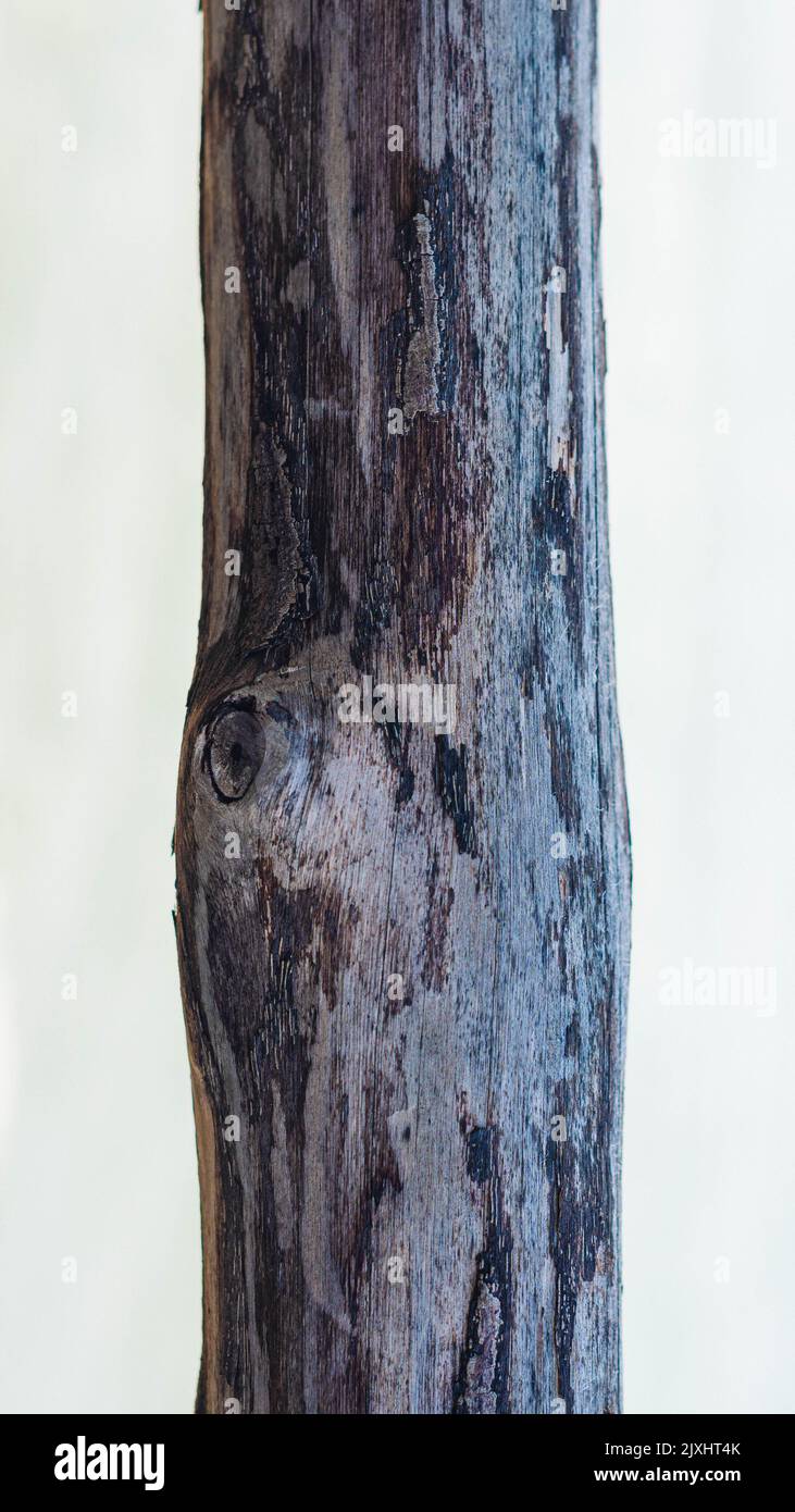 Vertical dark brown narrow plank log hard wood bark surface texture ...