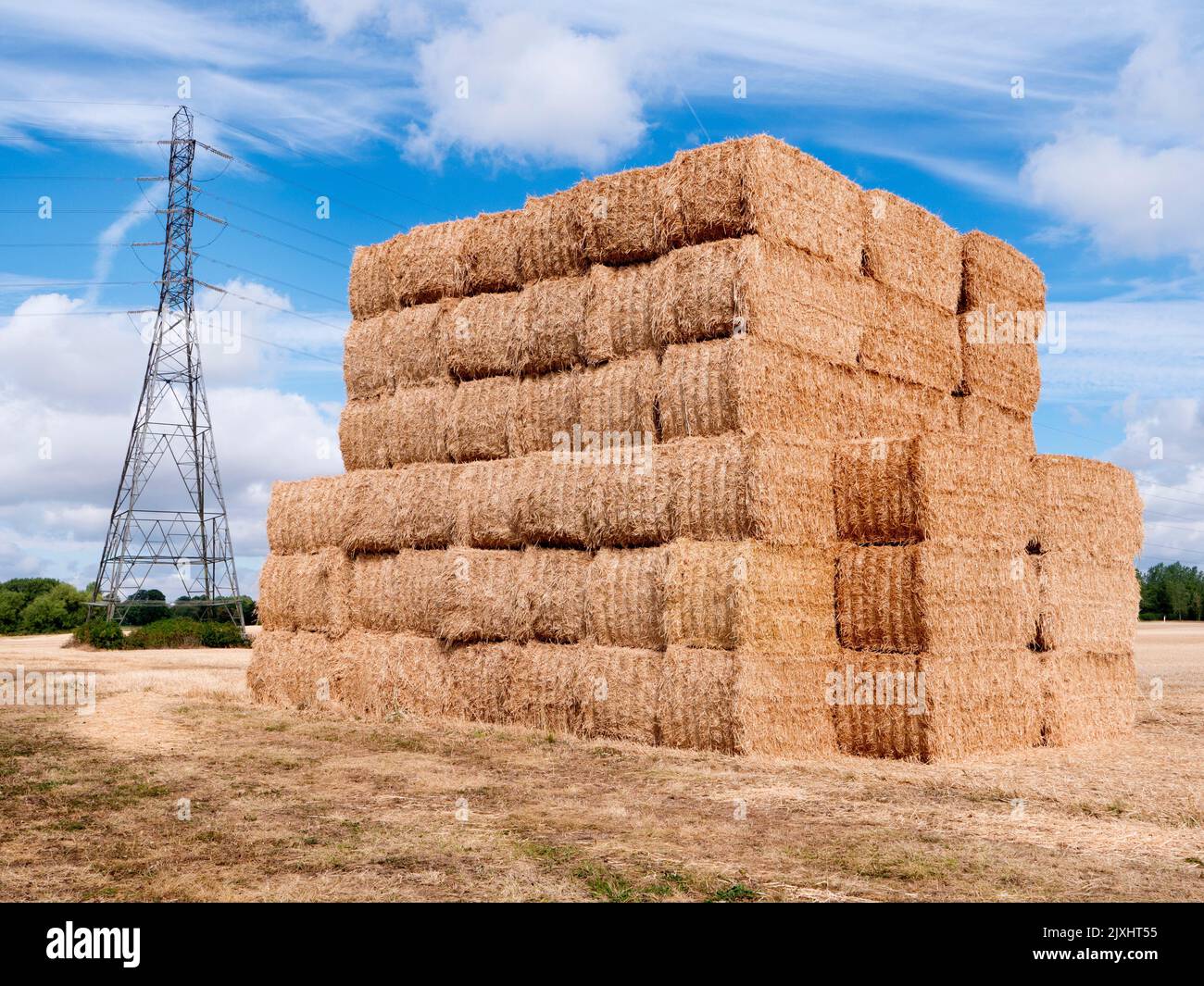 It's just after harvest time. Seen in a corn field just outside my home ...