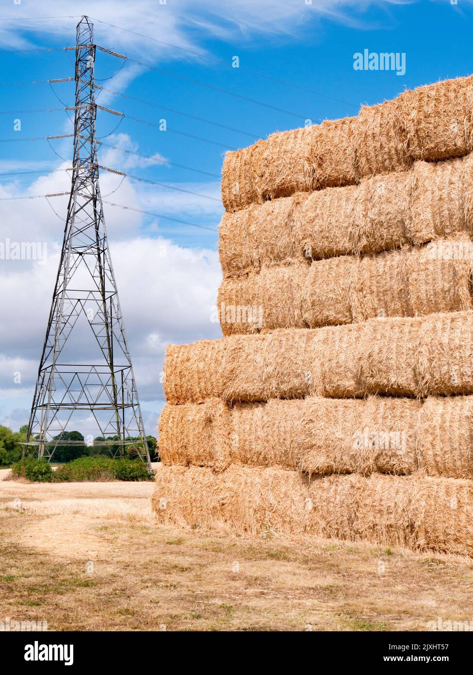 It's just after harvest time. Seen in a corn field just outside my home ...