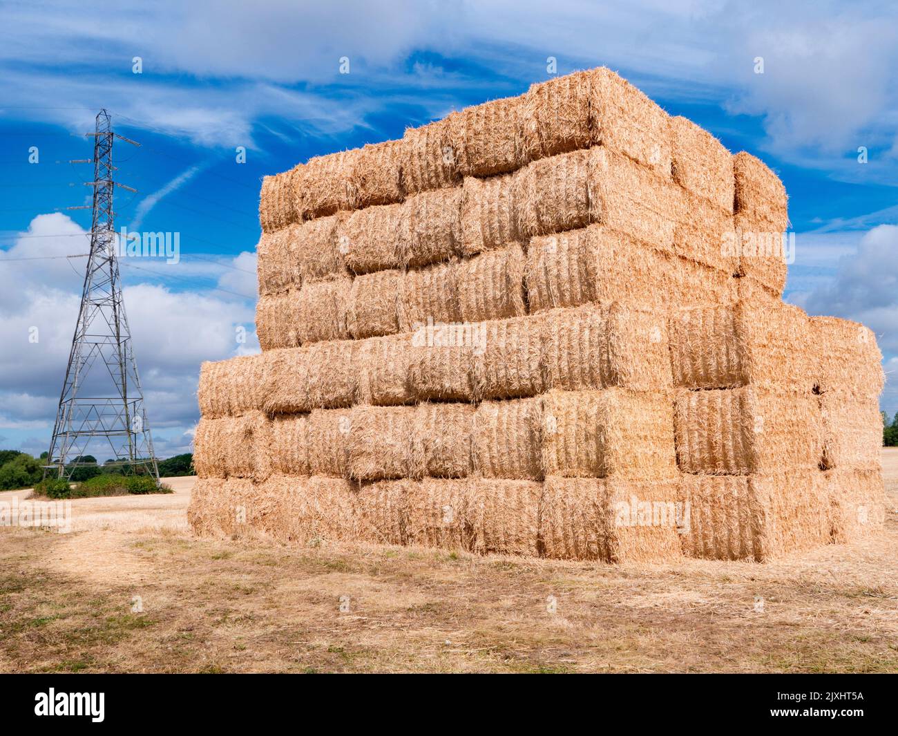 It's just after harvest time. Seen in a corn field just outside my home ...