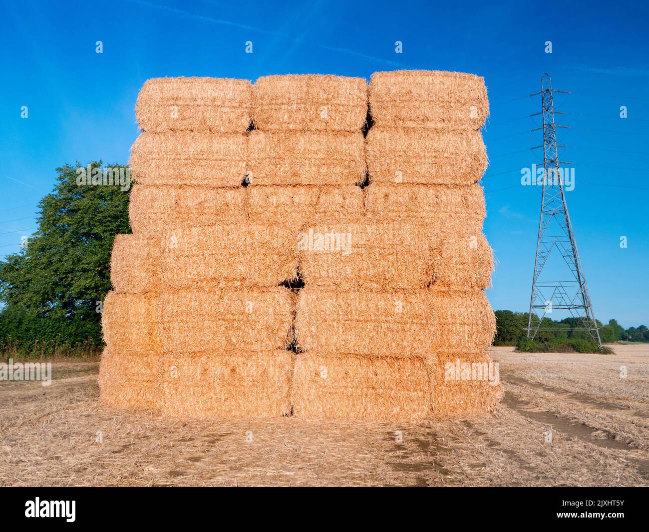 It's just after harvest time. Seen in a corn field just outside my home ...