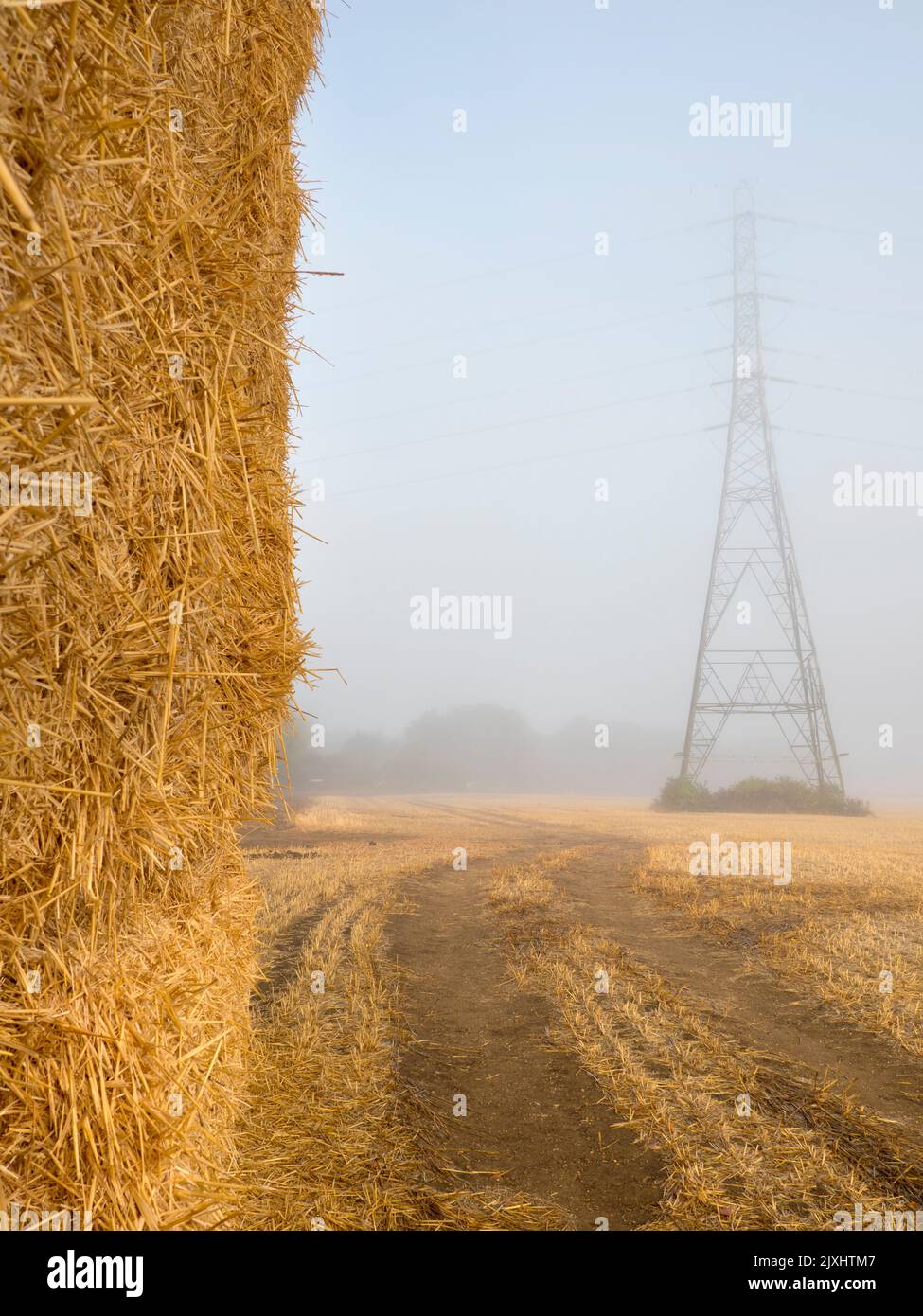 It's just after harvest time. Seen in a corn field just outside my home ...