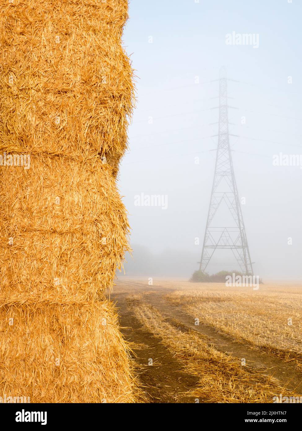 It's just after harvest time. Seen in a corn field just outside my home ...