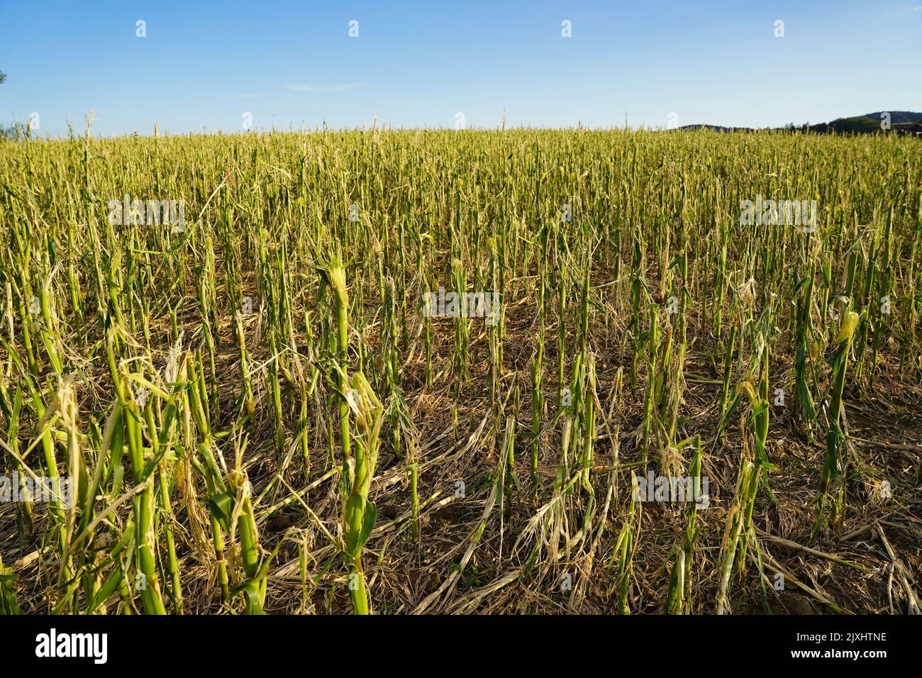 Massive crop damages in a cornfield caused by a strong storm. Bavaria ...