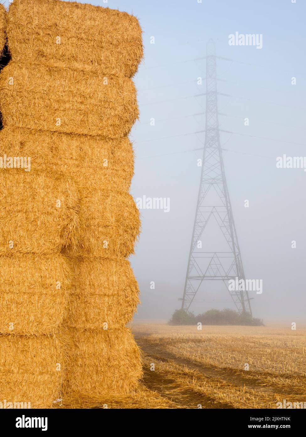 It's just after harvest time. Seen in a corn field just outside my home ...