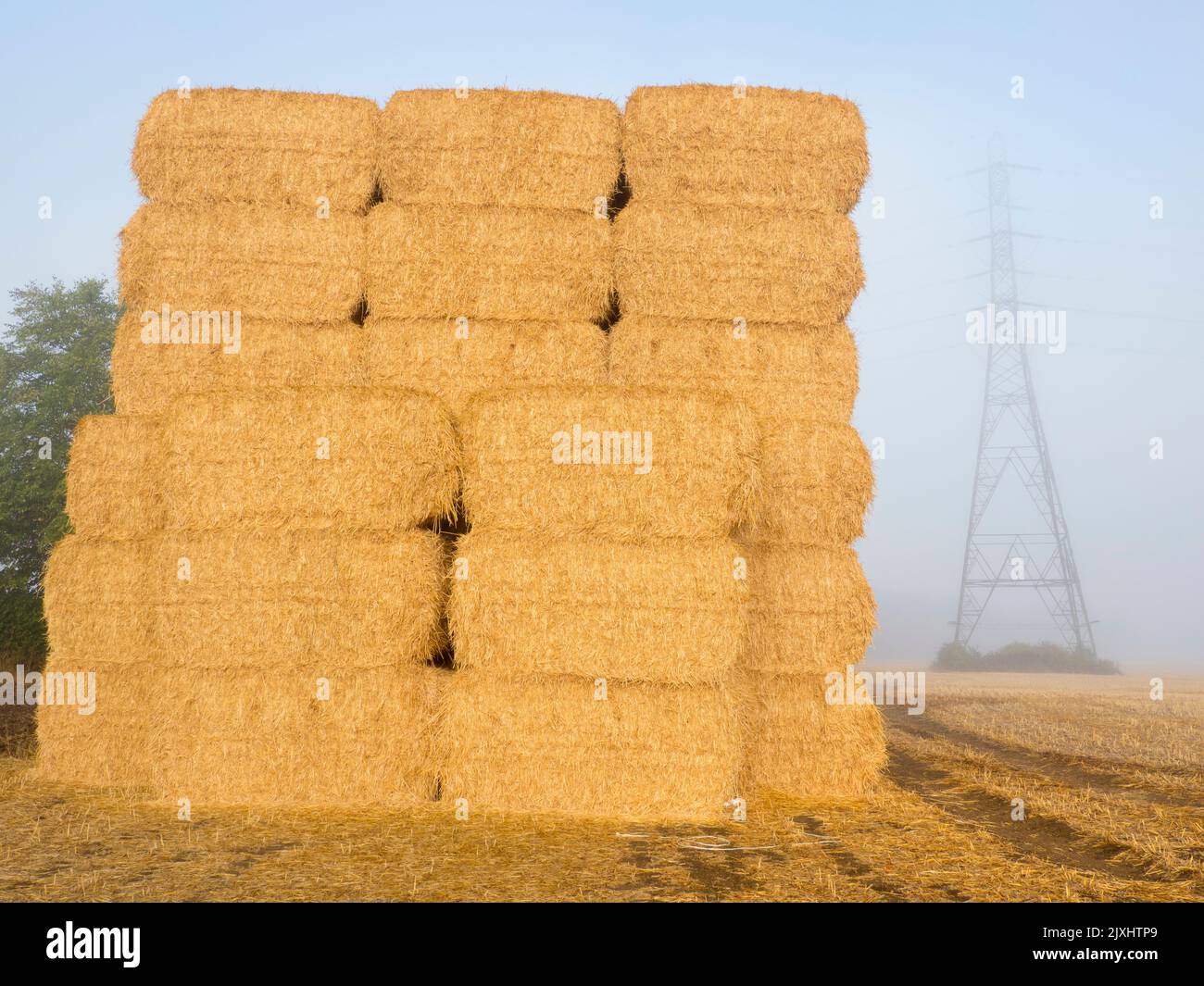 It's just after harvest time. Seen in a corn field just outside my home ...