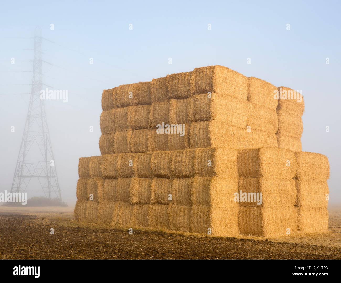 It's just after harvest time. Seen in a corn field just outside my home ...
