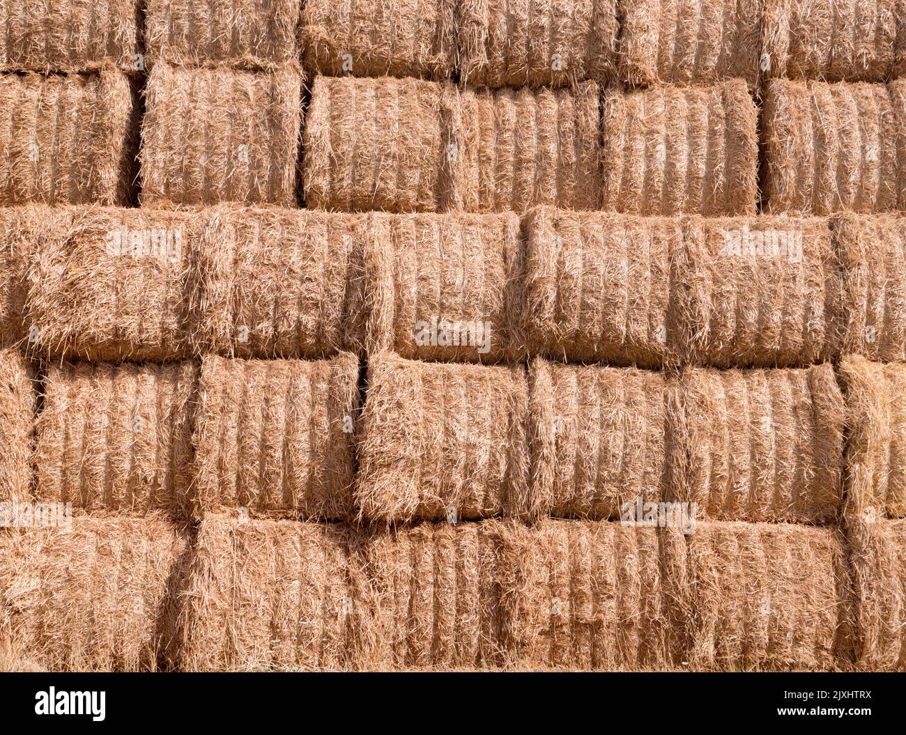 It's just after harvest time. Seen in a corn field just outside my home ...