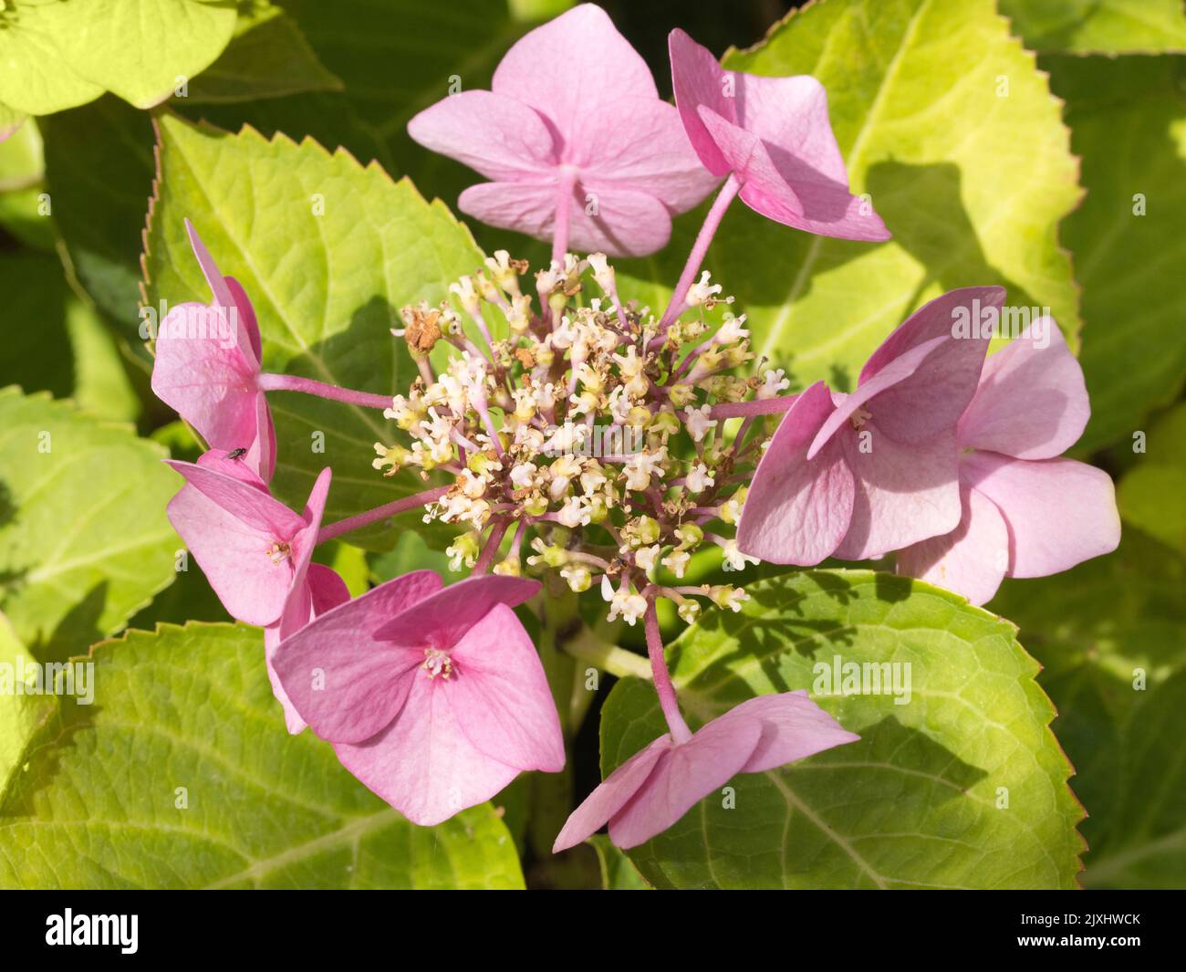 Hydrangeas put on a fine show in our garden, in Radley Village ...