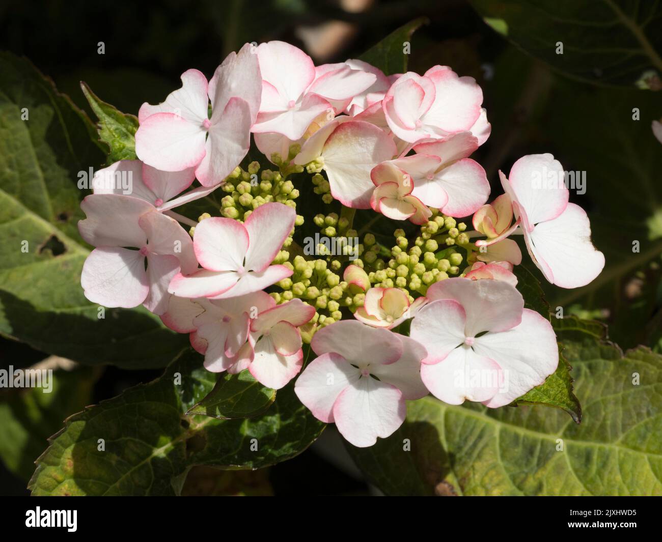 Hydrangeas put on a fine show in our garden, in Radley Village ...