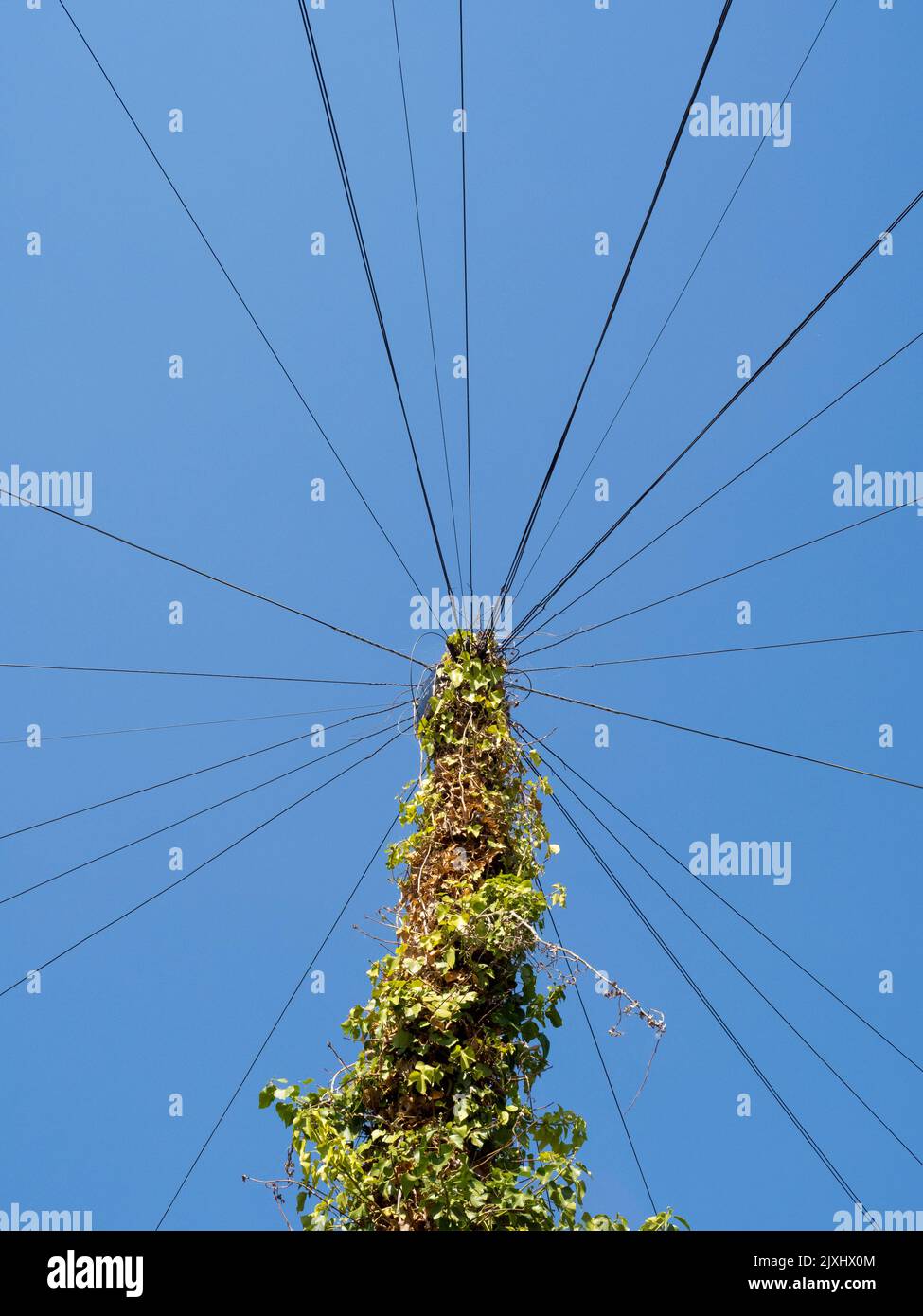 Man versus nature. Guess what always wins in the end? Creeper-covered ...