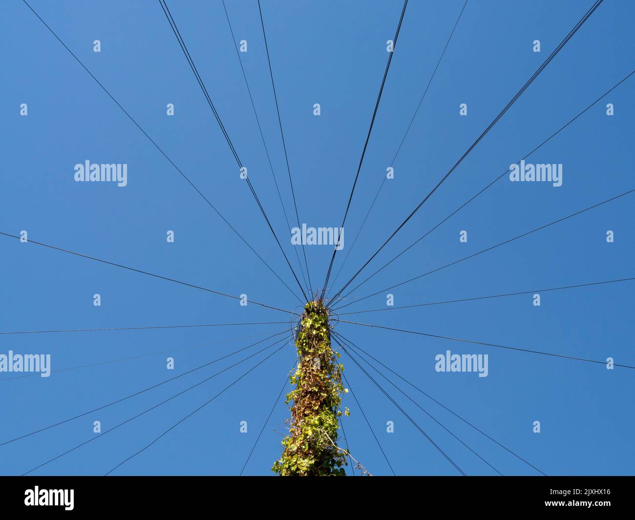 Man versus nature. Guess what always wins in the end? Creeper-covered ...