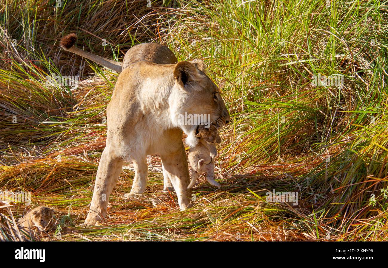 Lioness carries her small cubs to a secret den in order to protect her ...