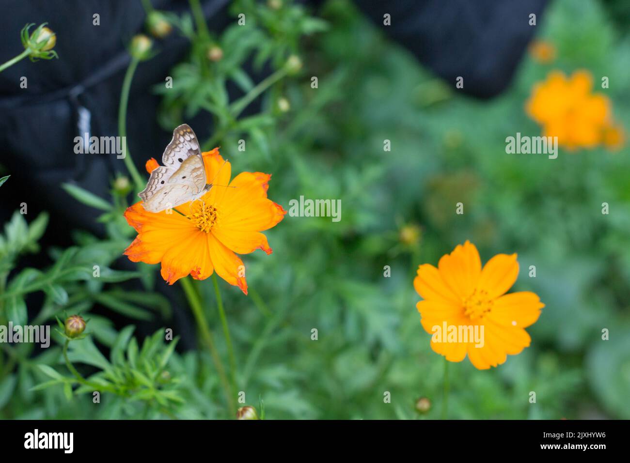 A butterfly on a beautiful yellow flower Stock Photo - Alamy