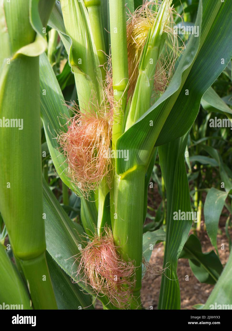 Maize is one of the great staple crops of the world. It was first ...