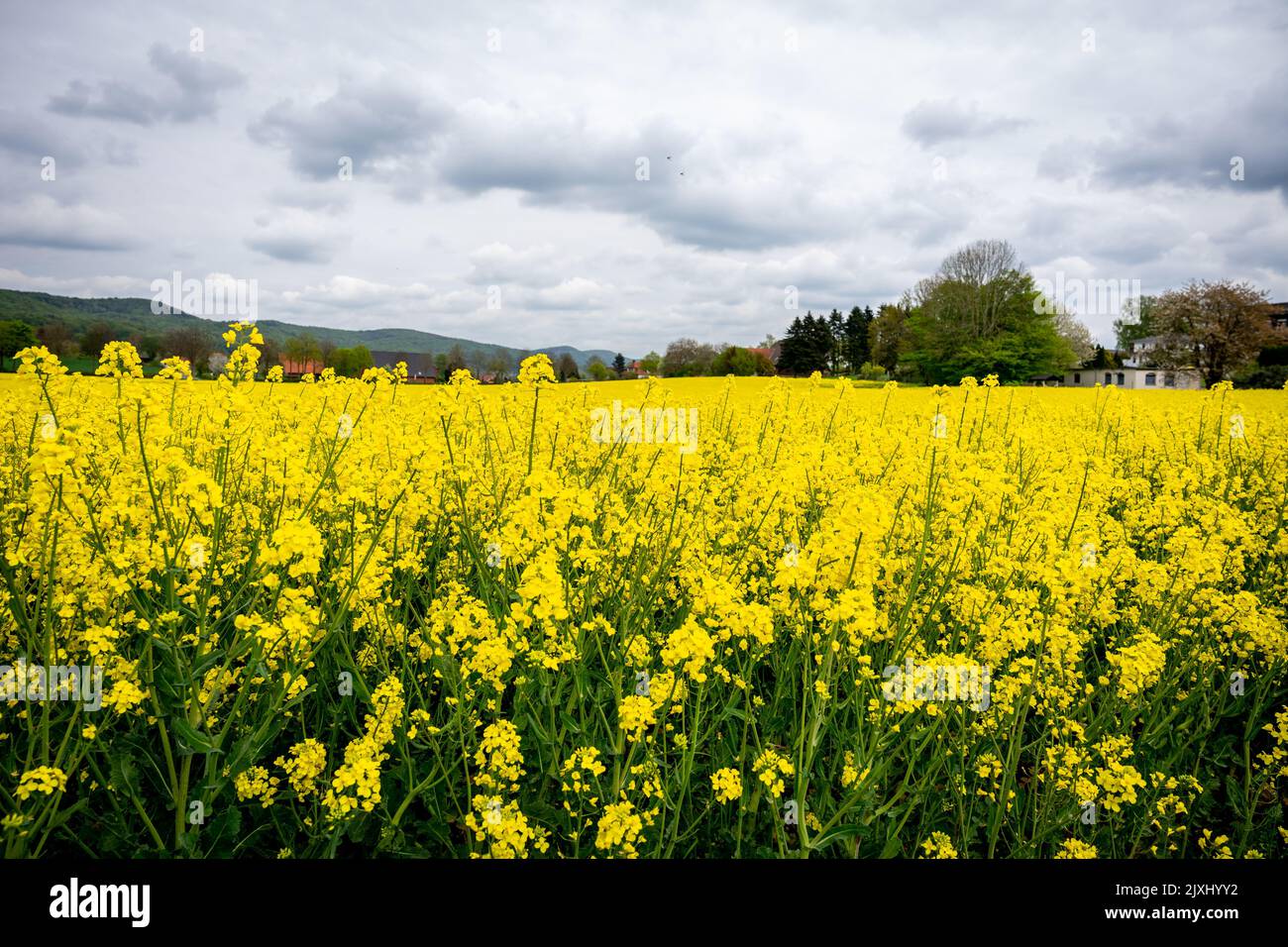 A breathtaking scenery of beautiful yellow flower fields in the ...