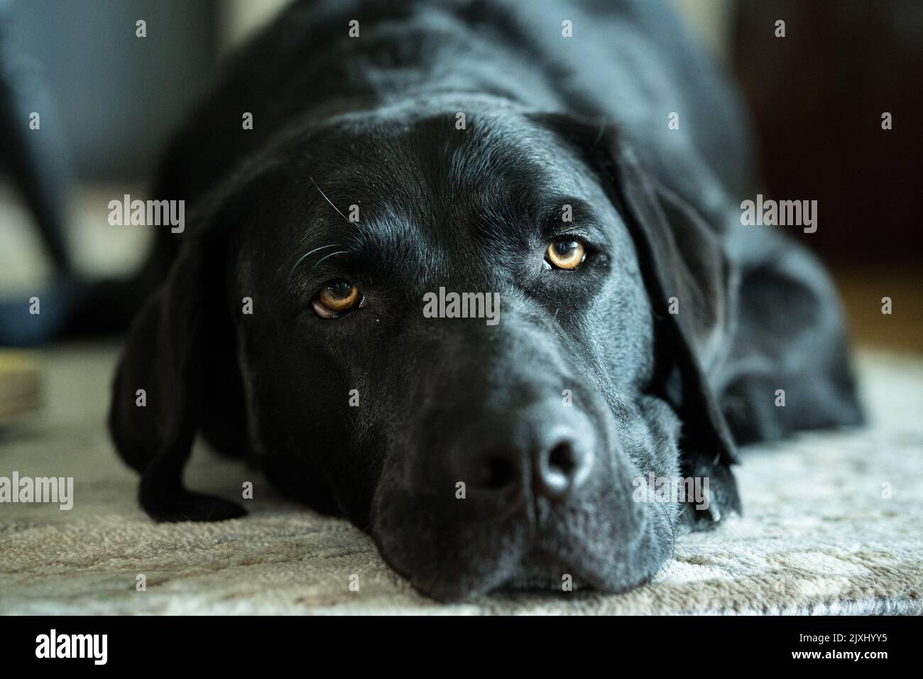 A black Labrador Retriever dog lying on a carpet Stock Photo - Alamy