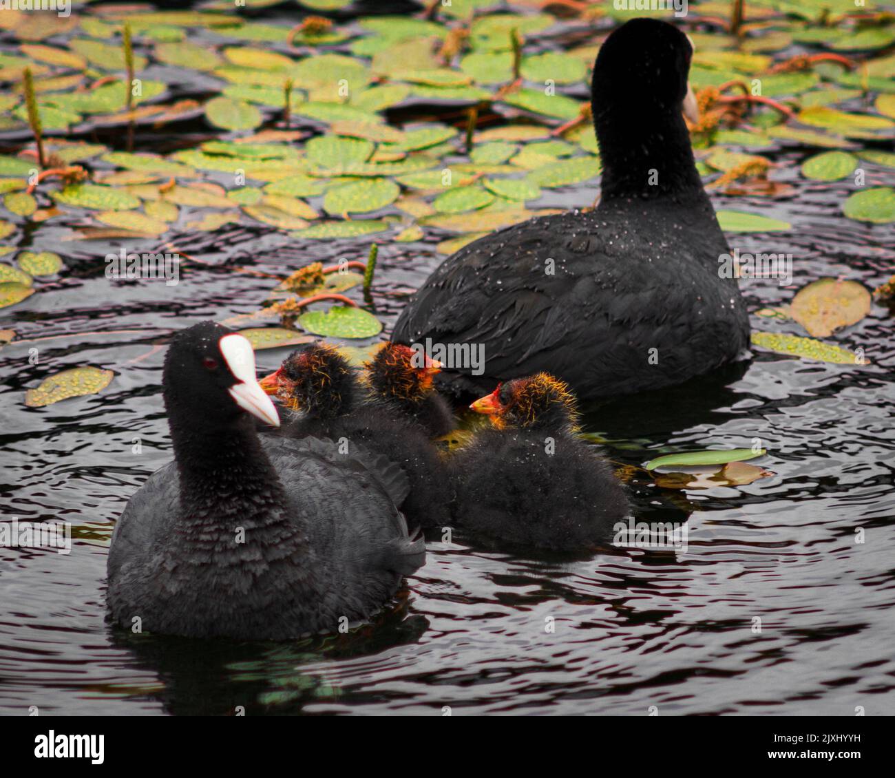 A family of adorable black Eurasian coots swimming in the pond Stock ...
