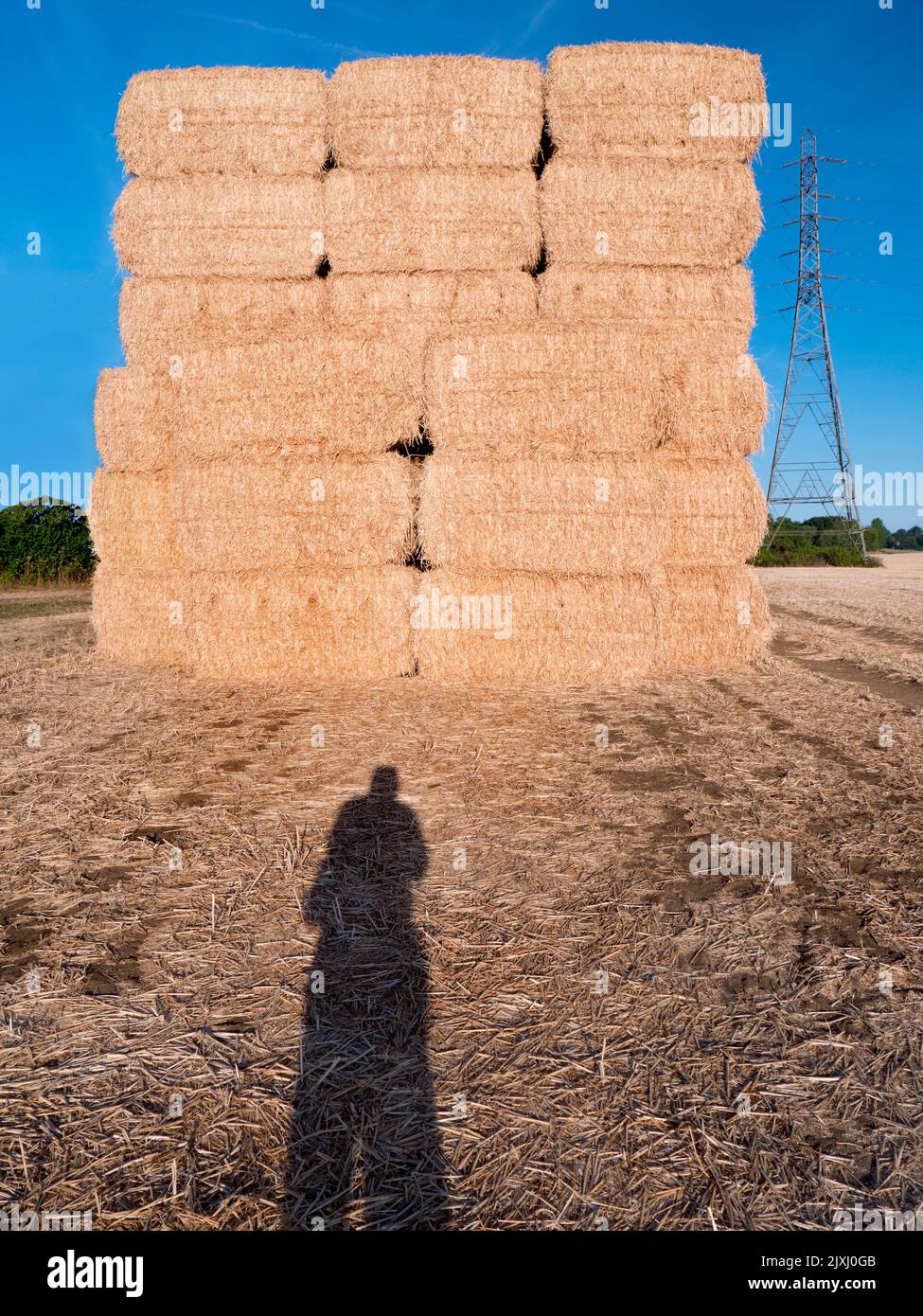 It's just after harvest time. Seen in a corn field just outside my home ...