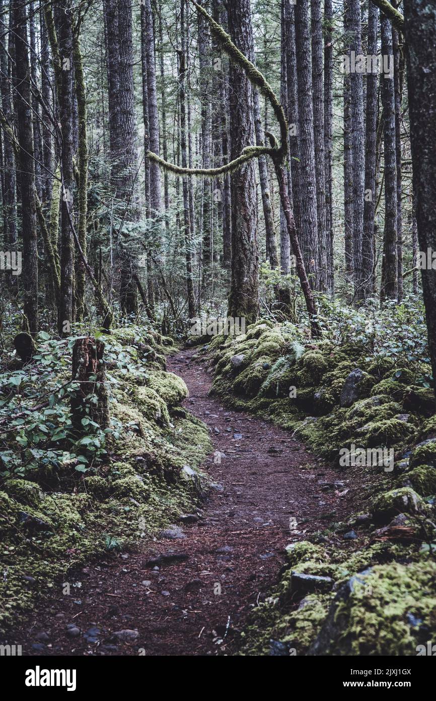 A vertical shot of a pathway in the dark forest Stock Photo - Alamy