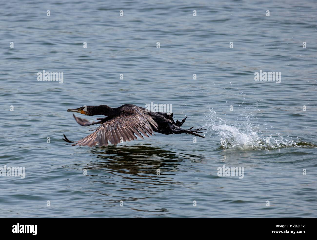 The close-up view of a cormorant bird taking off from the water Stock ...