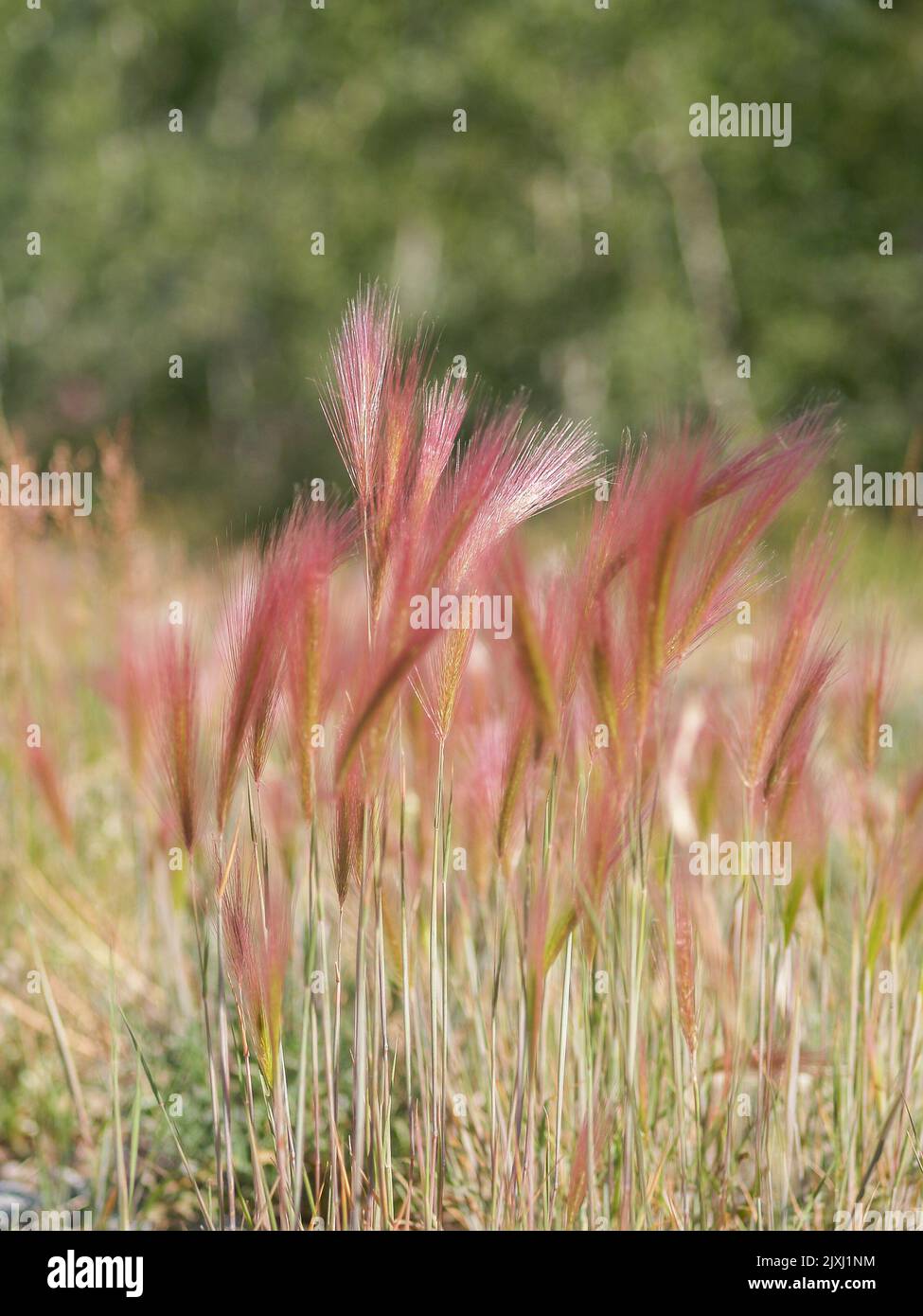 Bright pink foxtail grass seed-heads blowing in breeze.in Alaskan ...