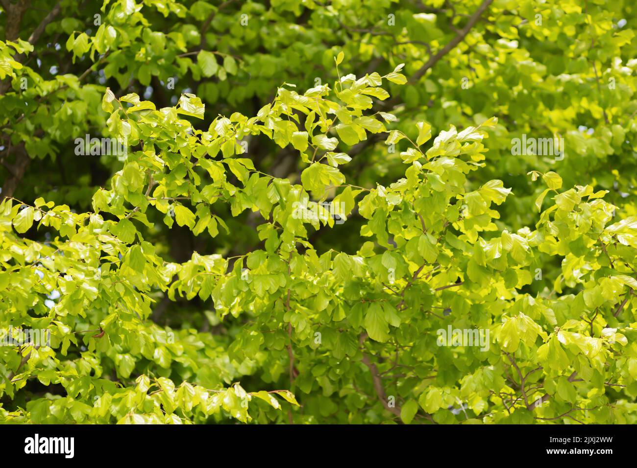 Trees with green foliage form dense forest. Beech trees in the park ...