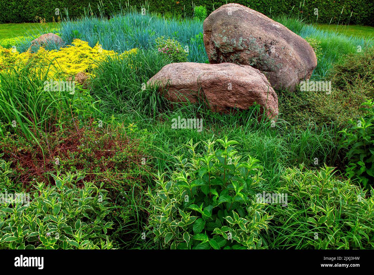 rockery with two large natural stones among different green plants ...