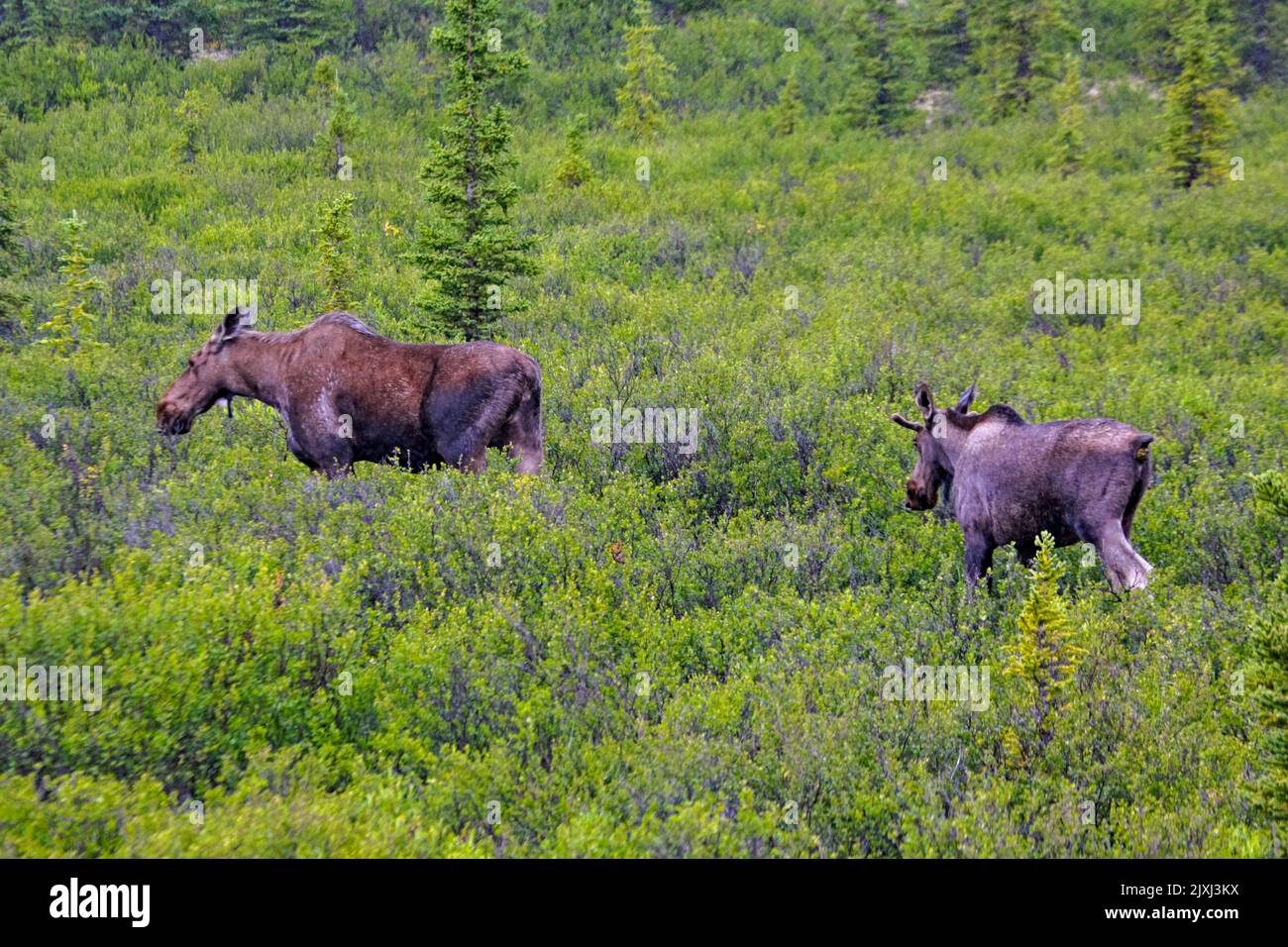 Cow Moose (Alces alces) in the Tiaga Forest. Denali National Park and ...