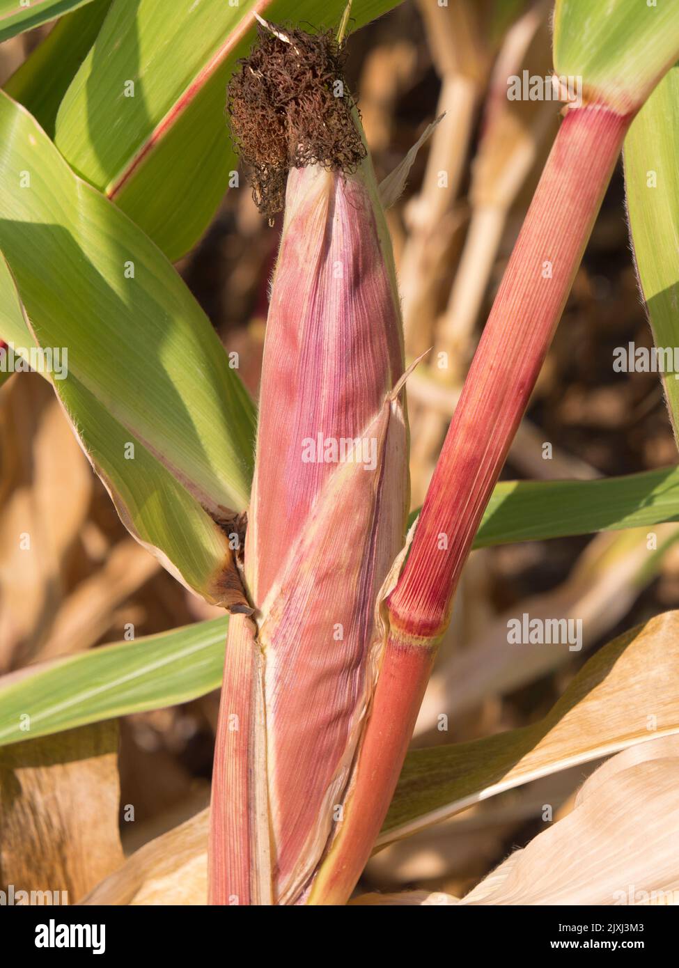 Maize is one of the great staple crops of the world. It was first ...