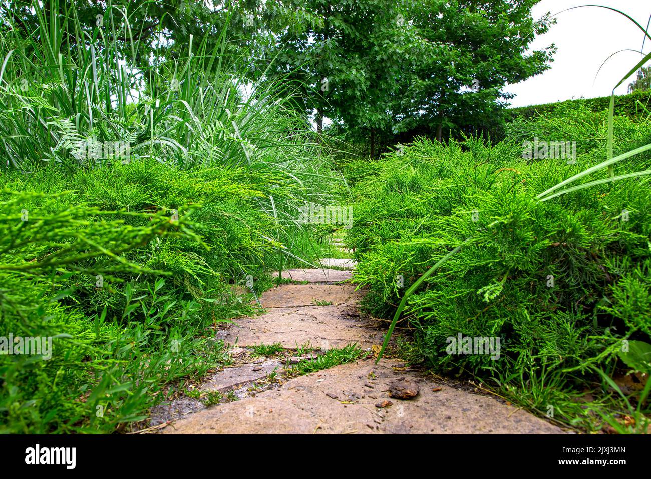 rough natural stone footpath paved in green backyard with plants ...