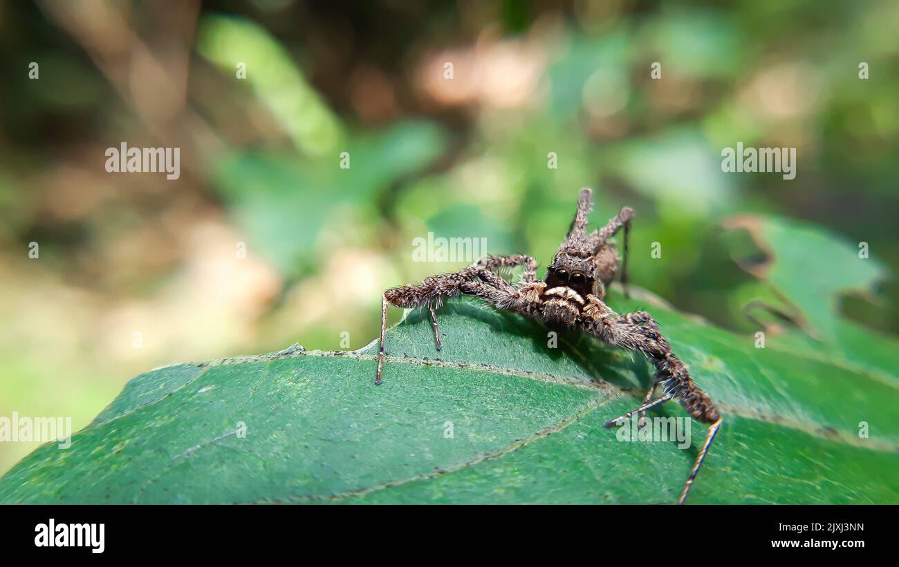 Portia spider hi-res stock photography and images - Alamy