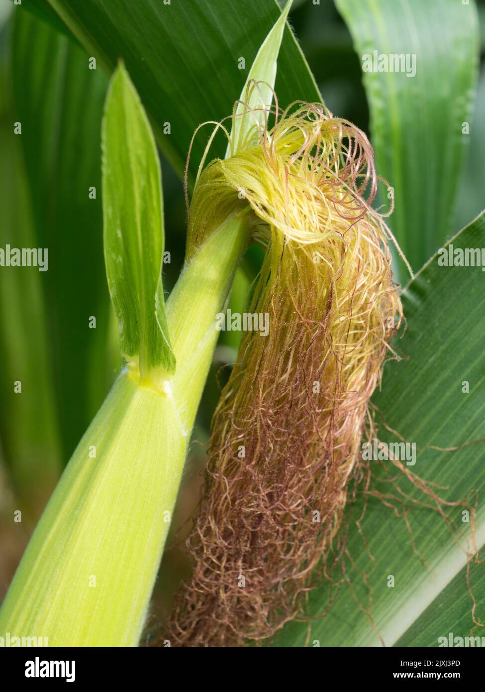 Maize is one of the great staple crops of the world. It was first ...