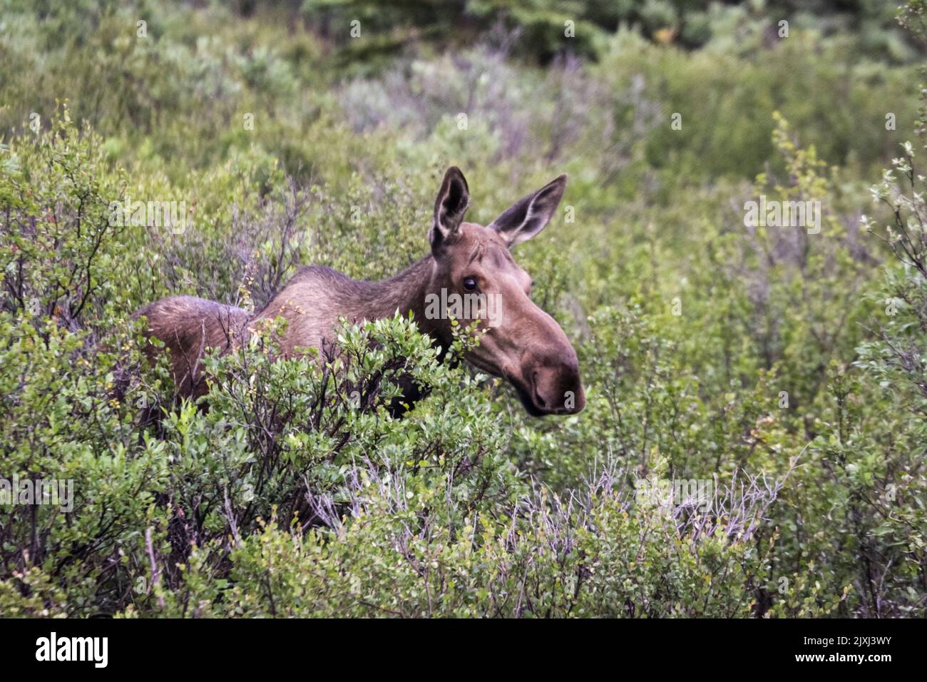 Cow Moose (Alces alces) in the Tiaga Forest. Denali National Park and ...