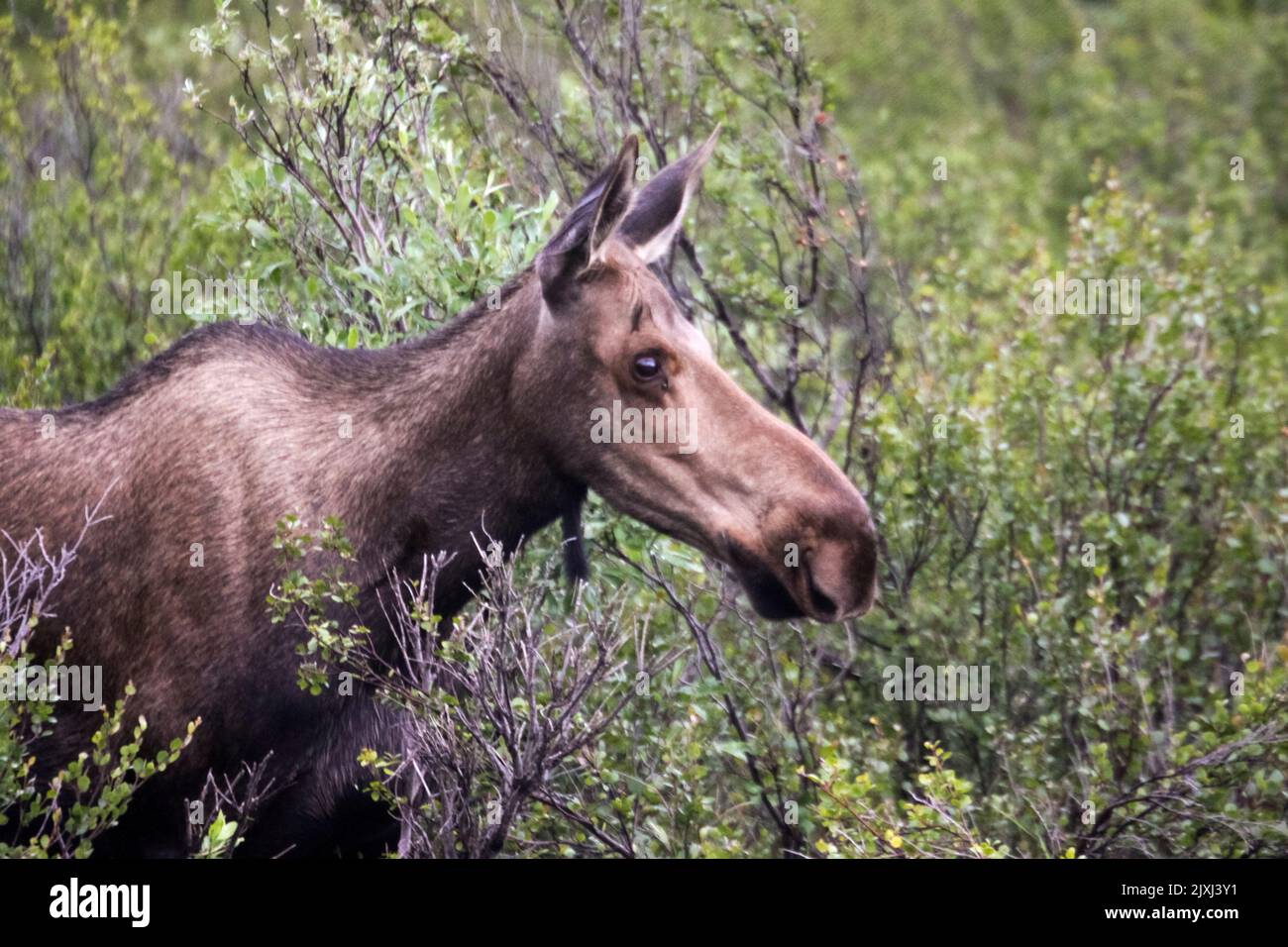 Cow Moose (Alces alces) in the Tiaga Forest. Denali National Park and ...