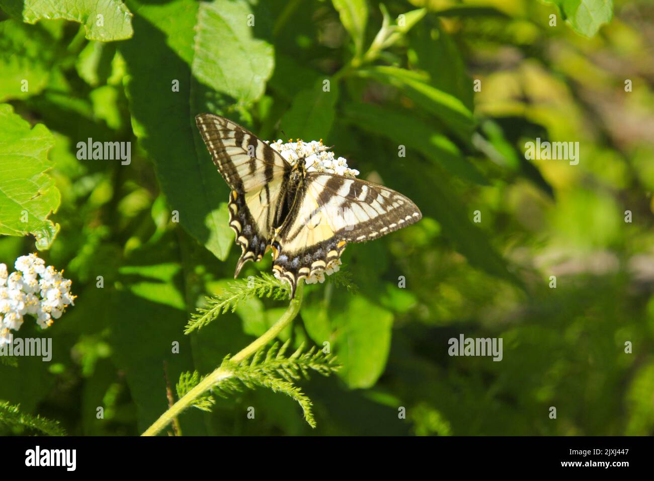 Swallowtail Butterfly at Denali National Park and Preserve, formerly ...