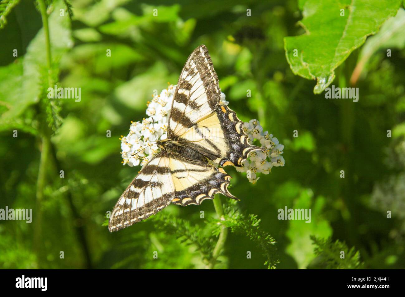 Swallowtail Butterfly at Denali National Park and Preserve, formerly ...