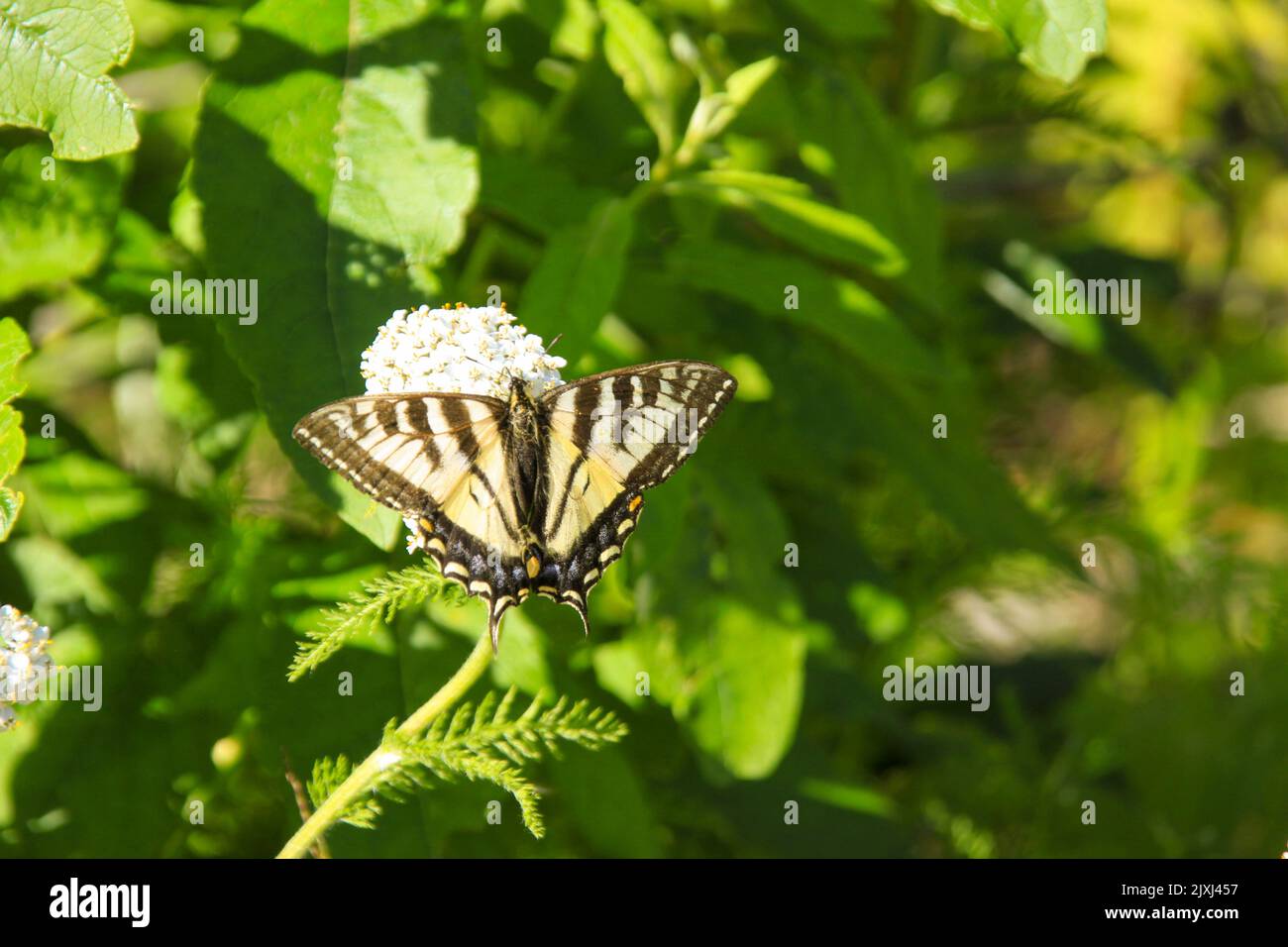 Swallowtail Butterfly at Denali National Park and Preserve, formerly ...