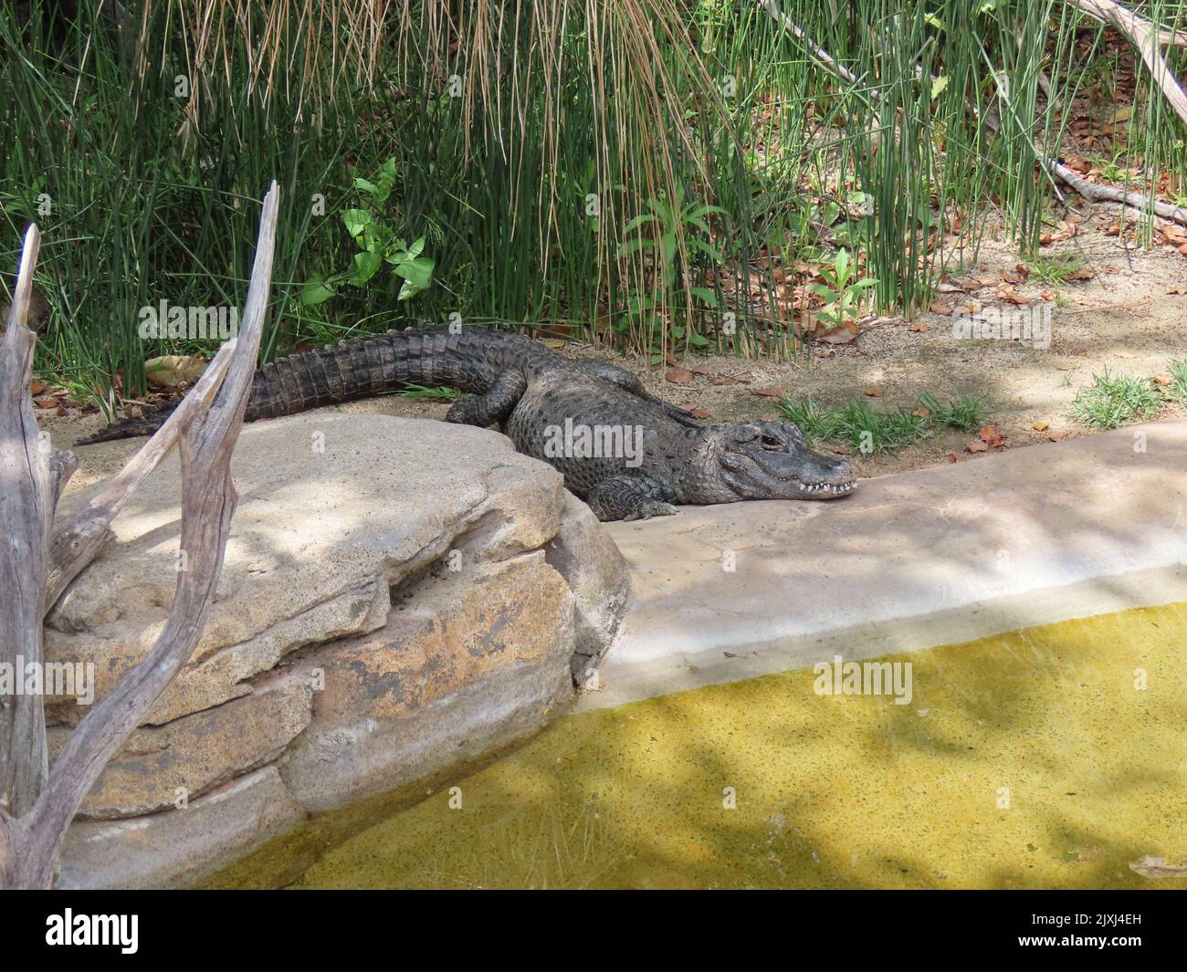 A Chinese alligator laying at the pond-shore in its enclosure at the ...