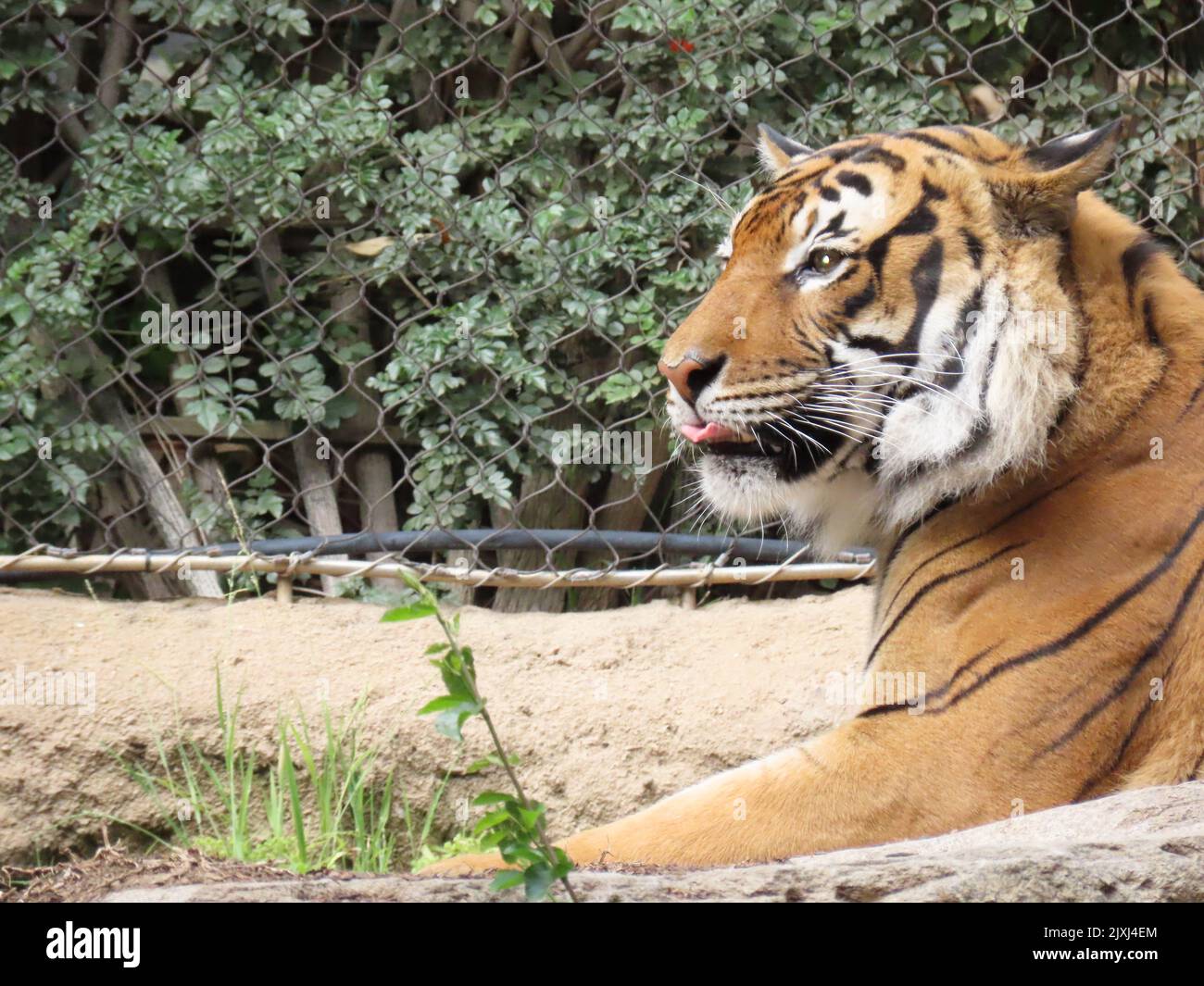A closeup portrait of a Bengal tiger laying on a rock in its enclosure ...