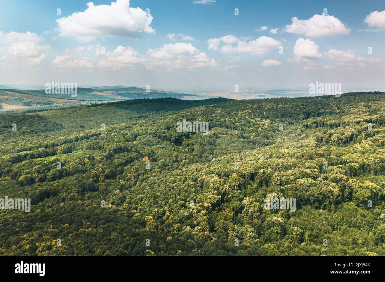 Aerial view in septemeber over dense forest , growing very lush. Drone ...